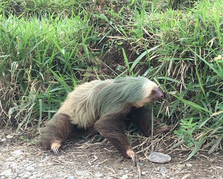 Hoffmann's Two-toed Sloth from Centro Tecnológico Ganaderos Orenses on ...