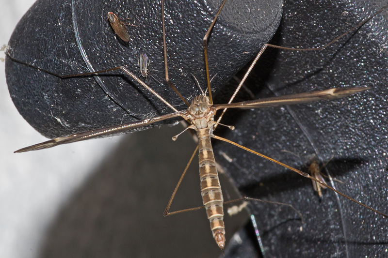 Tipula lateralis from Crete, Greece on October 11, 2015 at 09:15 PM by ...