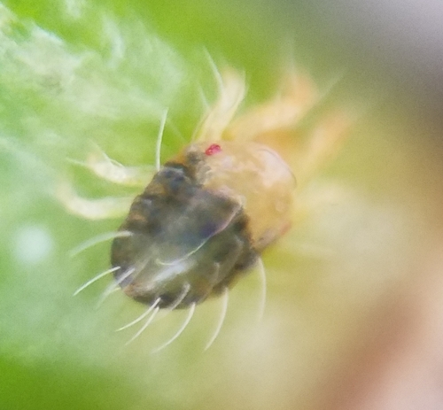 Genus Oligonychus · iNaturalist United Kingdom