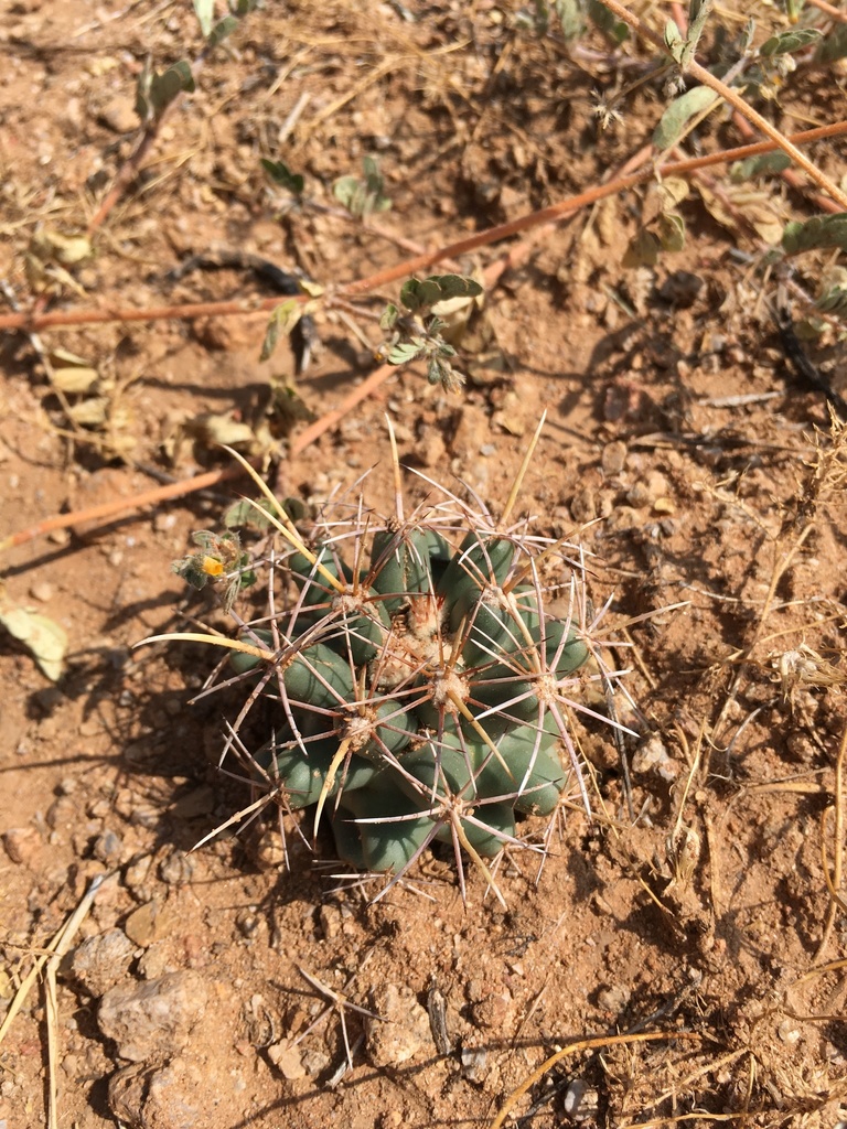 Stout Needle Mulee in September 2020 by Cecelia Alexander · iNaturalist