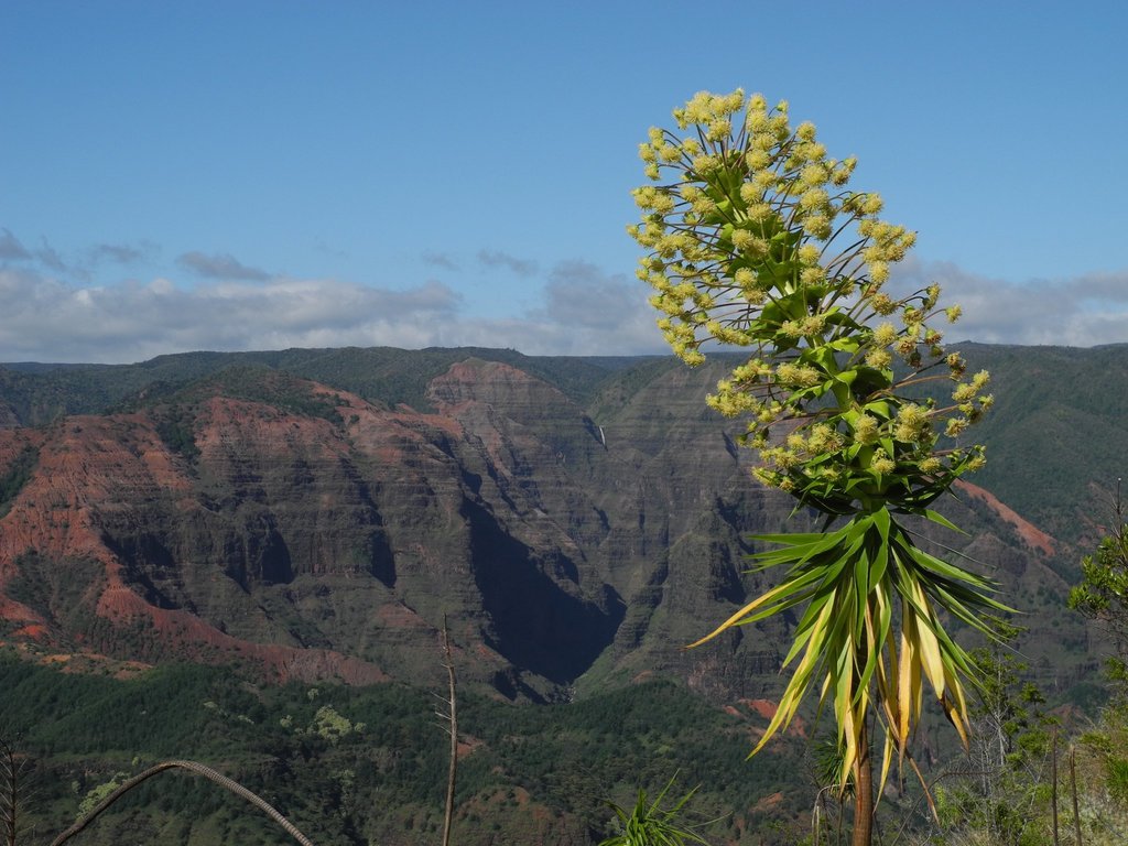tarweeds, silverswords, and allies (Madieae) - Botanical Realm