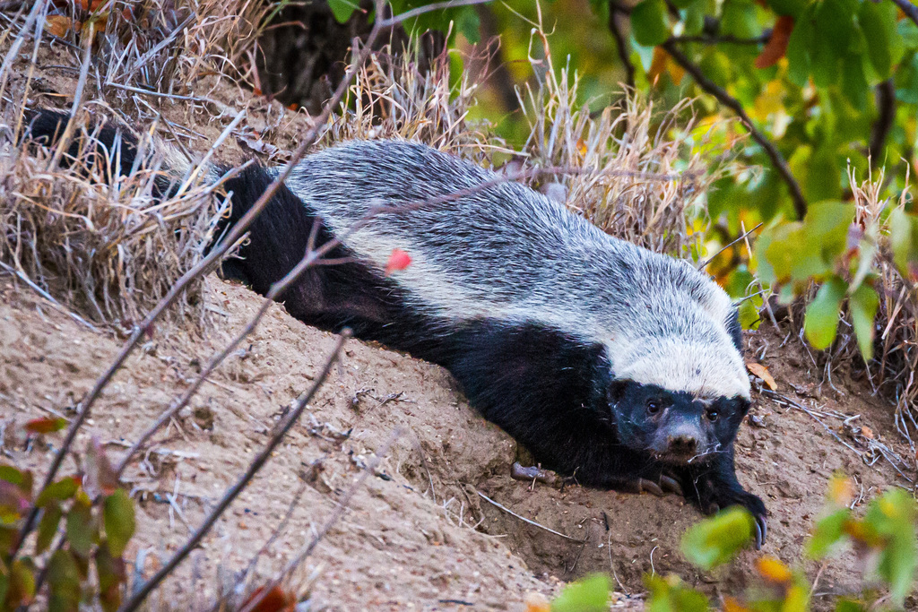 Cape Ratel (Mellivora capensis capensis) - Know Your Mammals