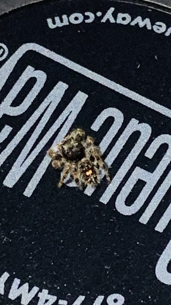 Bold Jumping Spider from Waterside Dr, Bolingbrook, IL, US on November ...