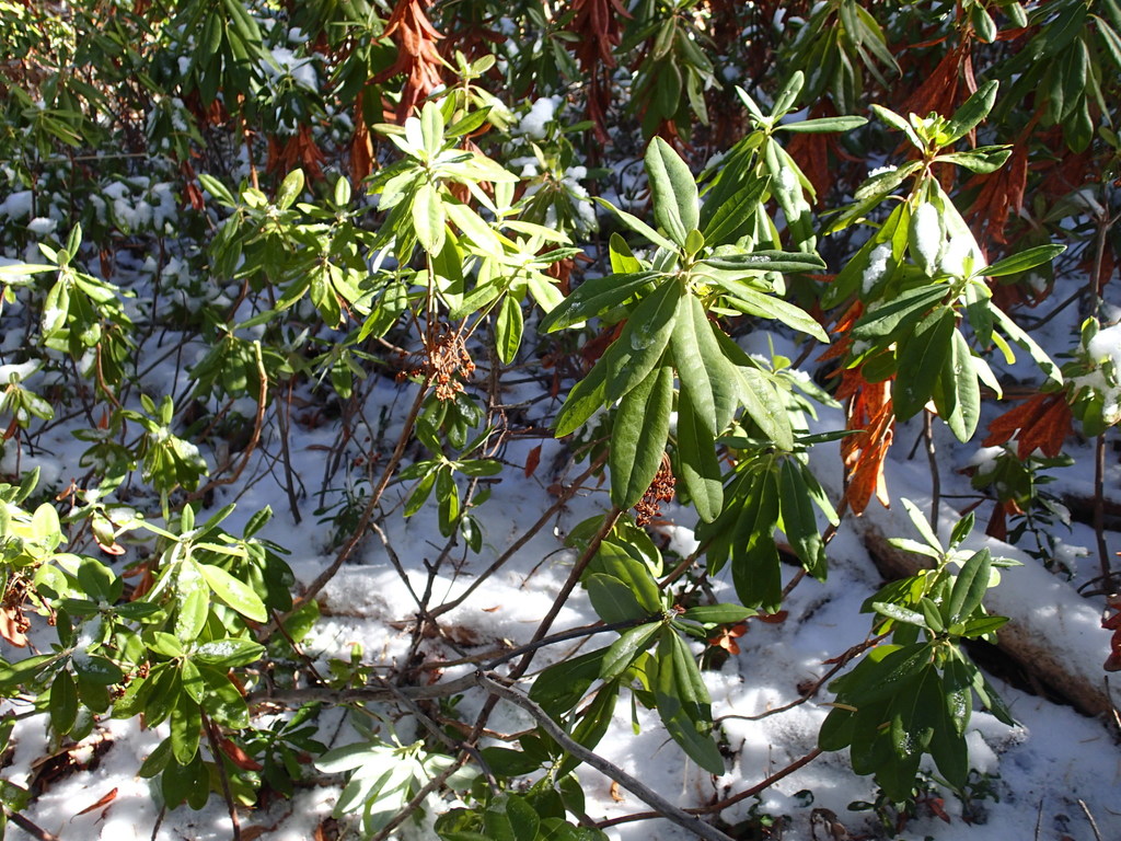Western Labrador Tea from Lassen County, CA, USA on November 9, 2020 at ...