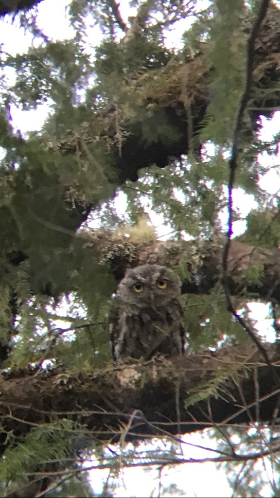 Western Screech-Owl from King Range National Conservation Area ...