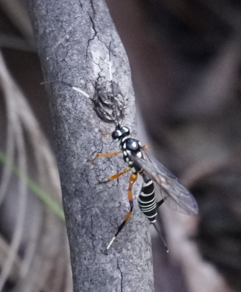 Lemon Tree Borer Parasitoid Wasp from Sydney NSW, Australia on October ...