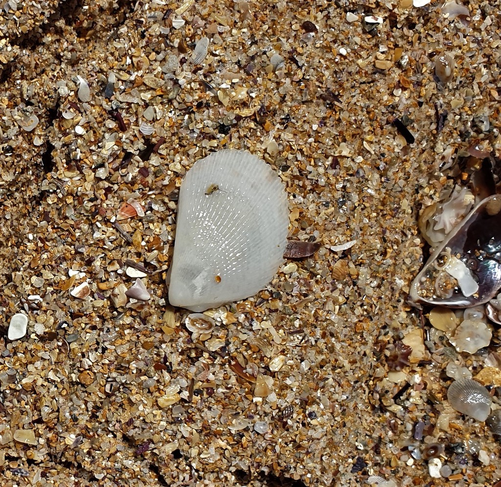 Lima nimbifer from Sydney NSW, Australia on November 10, 2020 at 11:16 AM by kalimata · iNaturalist