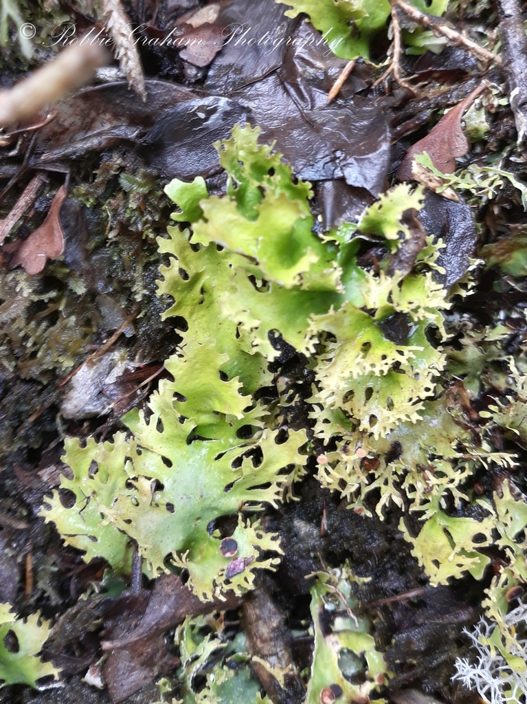 Lobariaceae from Taupo District, New Zealand on November 09, 2020 at 03 ...