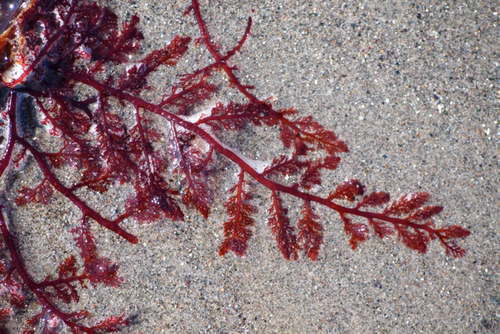 Género Microcladia · iNaturalist Mexico