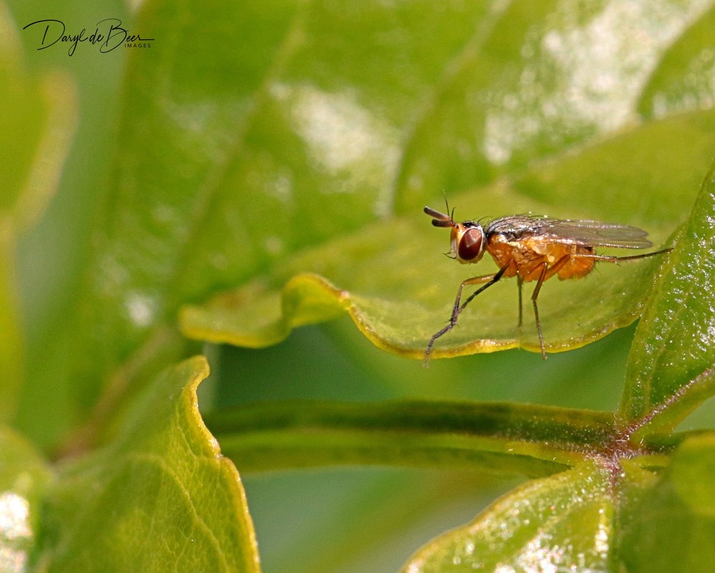 Shoot Flies from 7 Faure Close, Diep River on November 09, 2020 at 12: ...