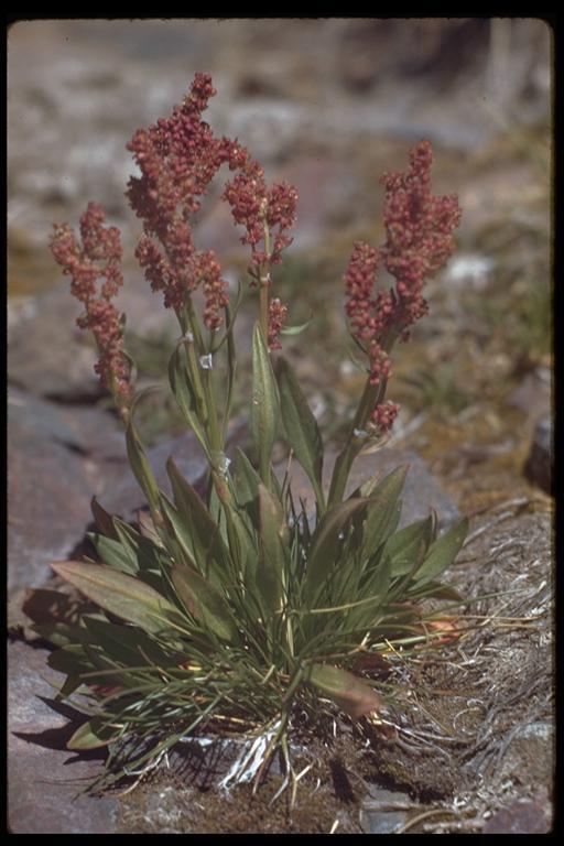 alpine sheep sorrel ((Most) Wildflowers of Sagehen Creek Basin, CA ...