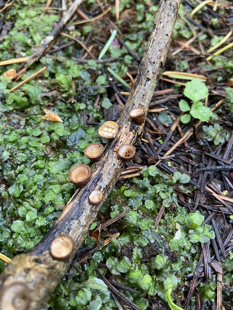 Crucibulum simile from Dunedin, Normanby, Otago, NZ on November 10 ...