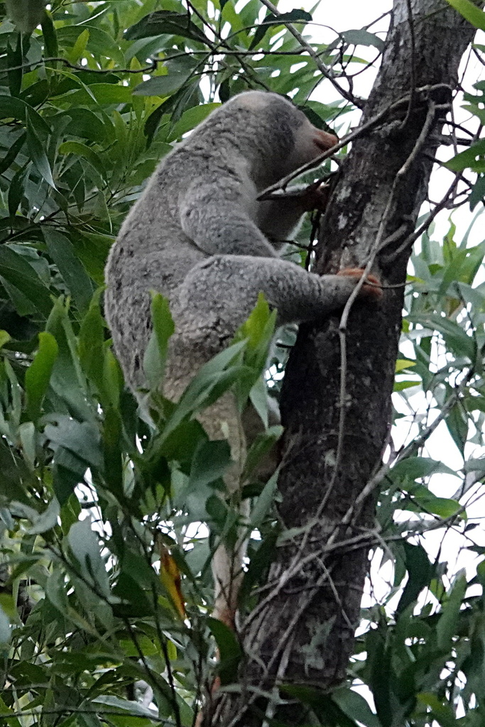 Common Spotted Cuscus from Cooks Hut, Iron Range, Lockhart QLD 4892 ...