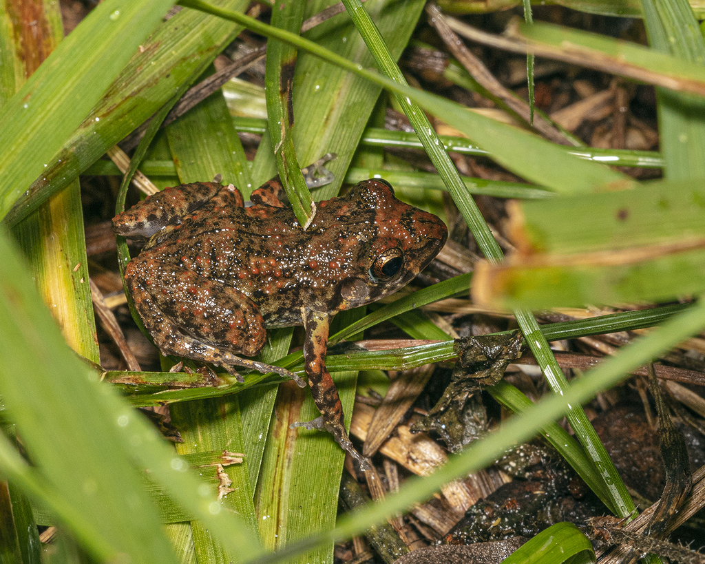 Greenhouse Frog from Desoto County, FL, USA on 09 November, 2020 at 07: ...