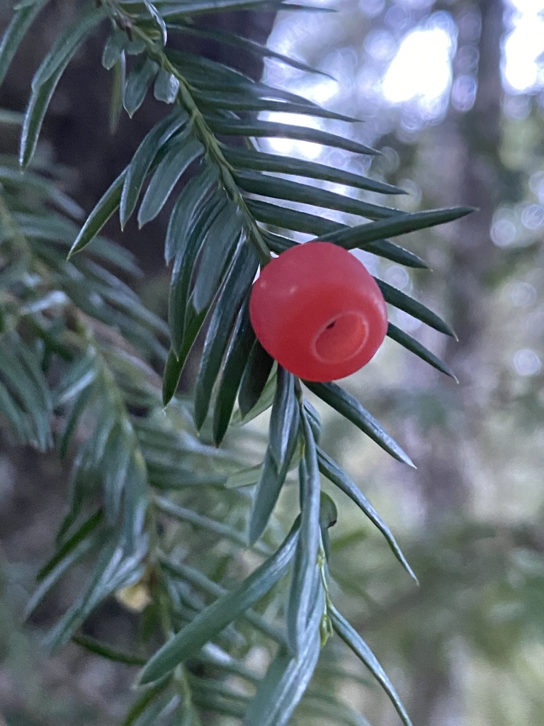 Mexican yew from Carretera Zaragoza-El Pino, General Zaragoza, NL, MX ...