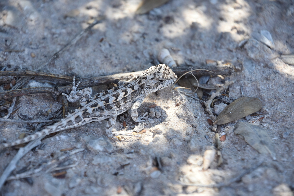 Southern Heath Dragon from Inneston SA 5577, Australia on November 9 ...