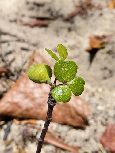 Commiphora orbicularis · iNaturalist