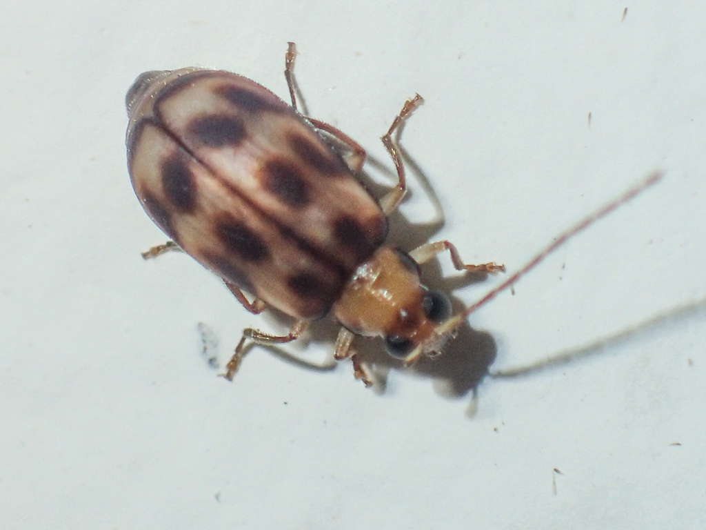 Observation of Monolepta wilsoni - Gee Nature