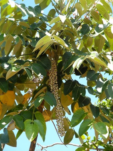 夏威夷芒若木 (Polyscias racemosa) · 愛自然-臺灣(iNaturalist Taiwan)