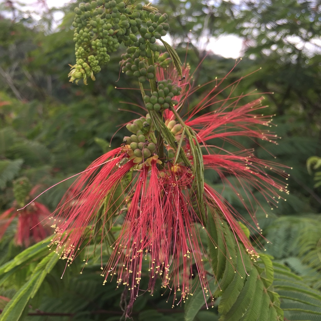 Calliandra houstoniana calothyrsus from Java, Kediri, East Java, ID on ...