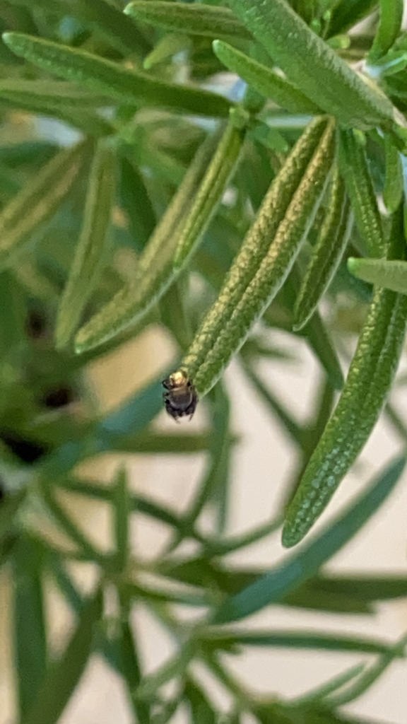 Common Leaf-beetle Jumping Spider in November 2020 by jessekay7 ...