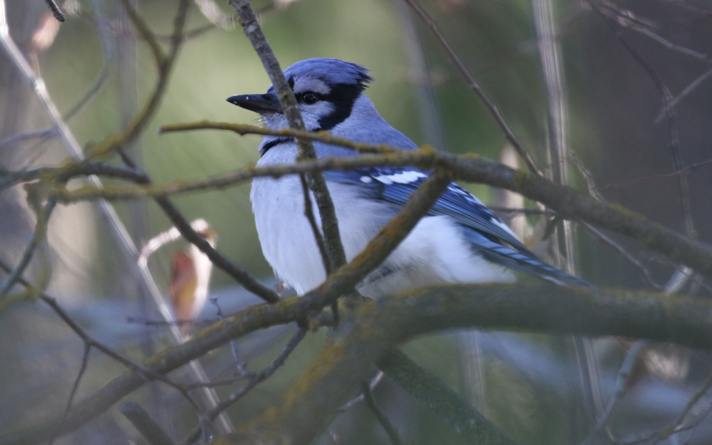 Blue Jay from Spokane, Washington, United States on November 9, 2020 at ...