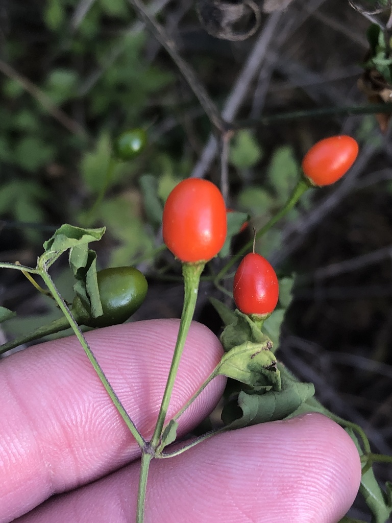 bird pepper from McMullen County, US-TX, US on November 9, 2020 at 04: ...
