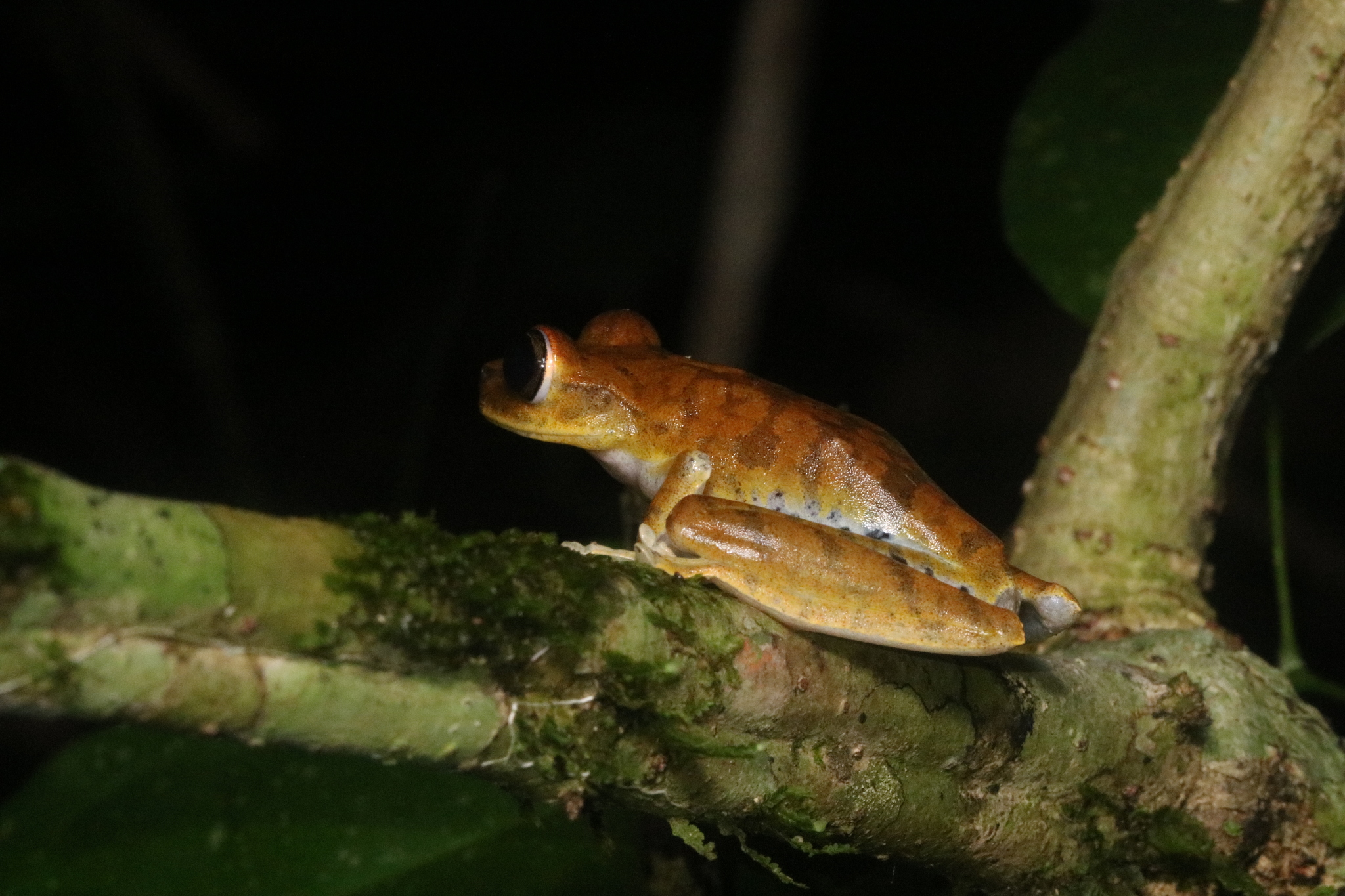 Boana fasciata (Günther, 1858)