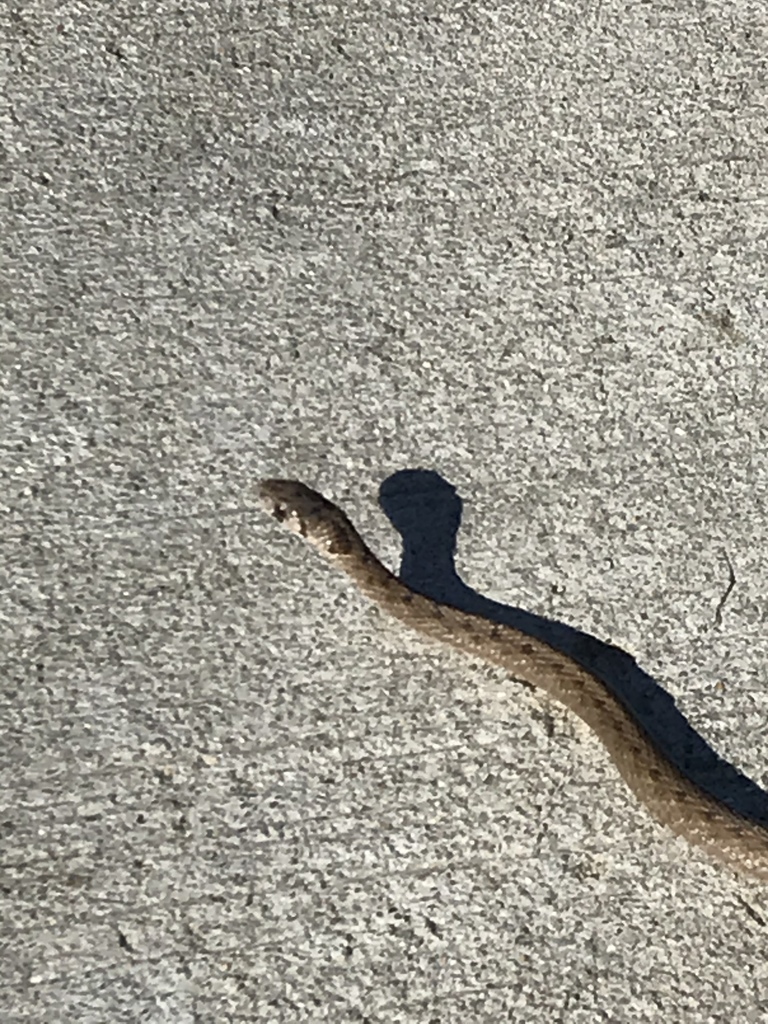 Dekay's Brownsnake from Blandair Regional Park, Columbia, MD, US on ...