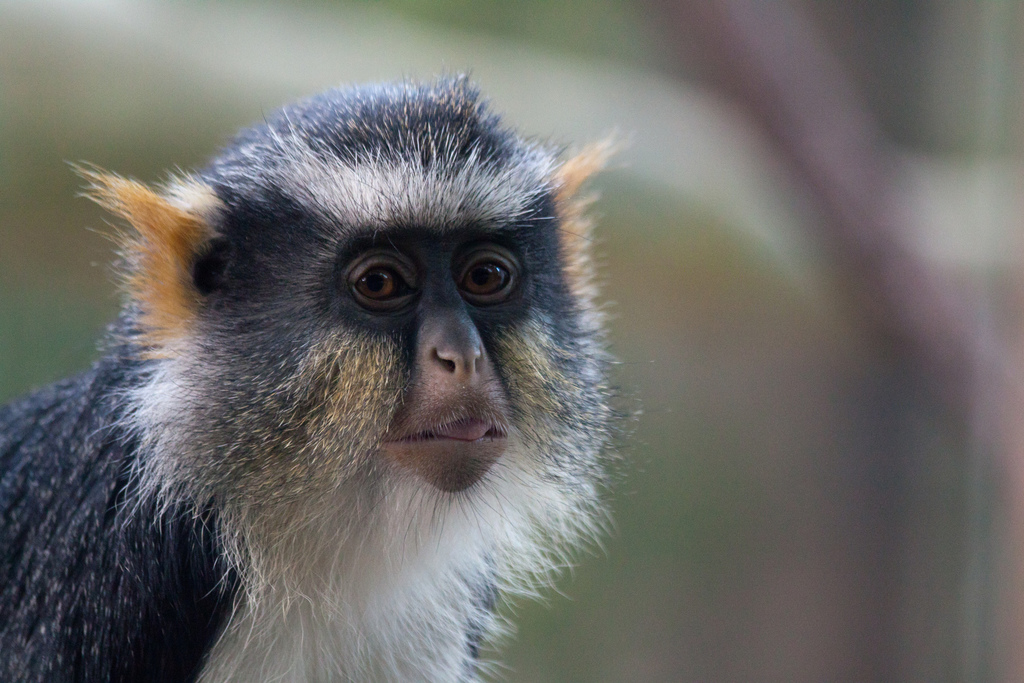 Wolf's Monkey (Cercopithecus wolfi) - Know Your Mammals