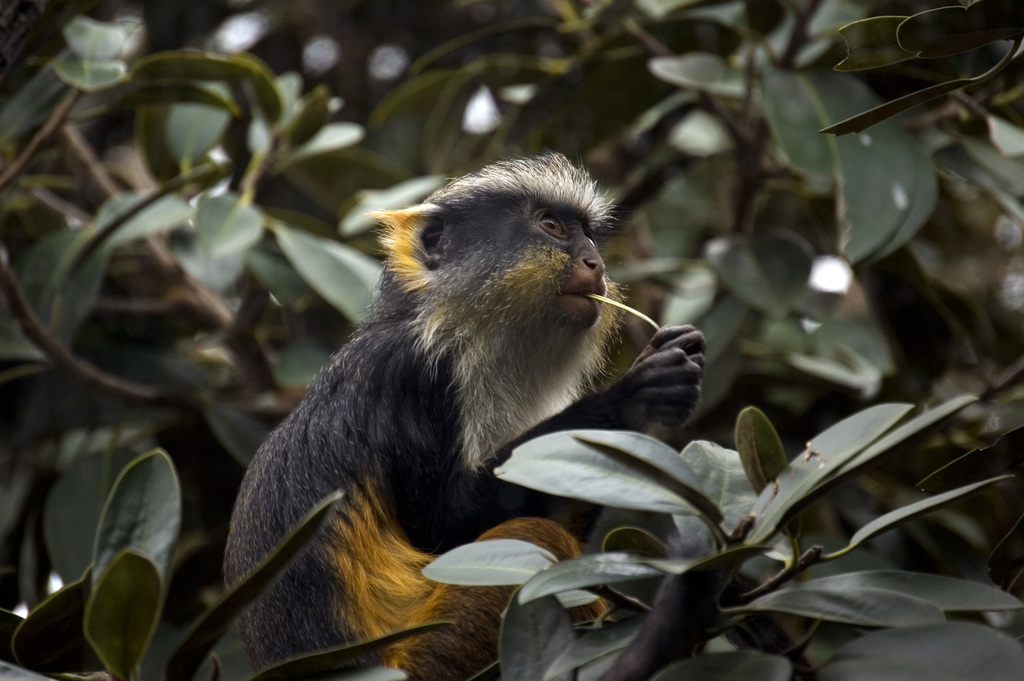 Wolf's Monkey (Cercopithecus wolfi) - Know Your Mammals