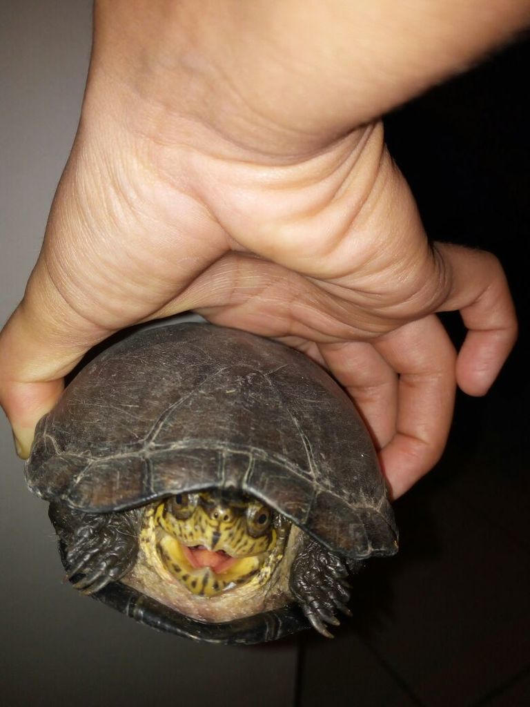 Mexican Mud Turtle from Tlajomulco de Zuñiga Jalisco on August 30, 2017 ...
