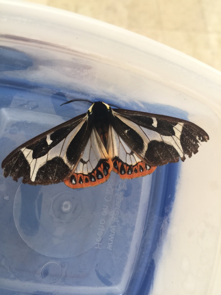 Northern Giant Flag Moth from Singuilucan, Singuilucan, HGO, MX on ...