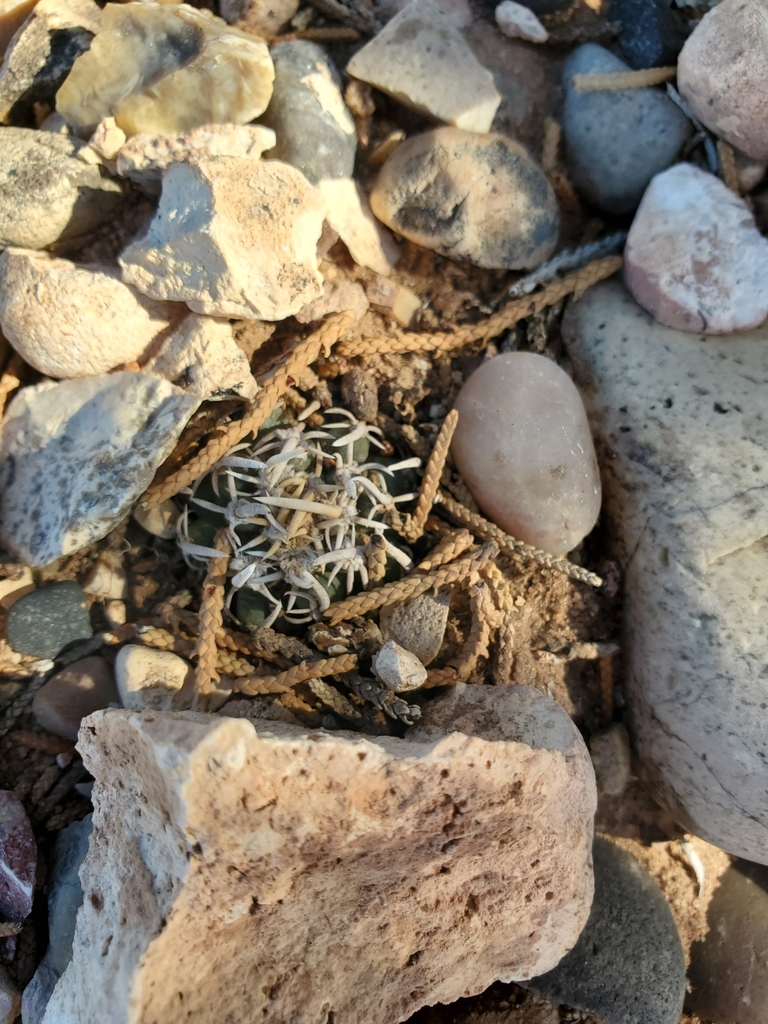 Peebles' Navajo Cactus in November 2020 by Eastern AZ Ologists ...