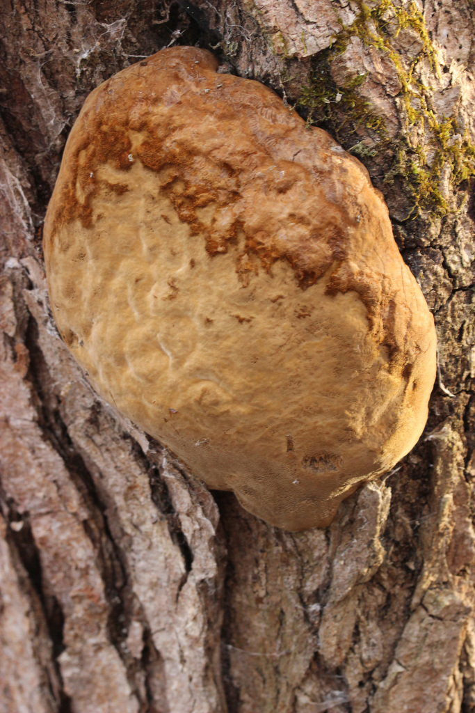 Hymenochaetaceae from Petersburg, NY 12138, USA on November 10, 2020 at ...