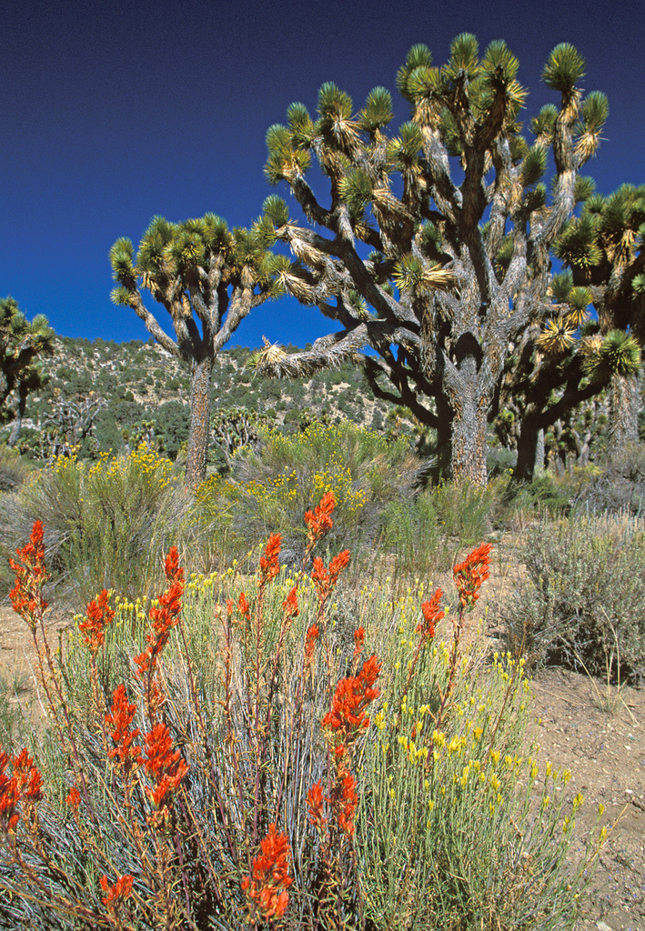 Western Joshua Tree from Joshua Tree National Park, CA on August 26 ...