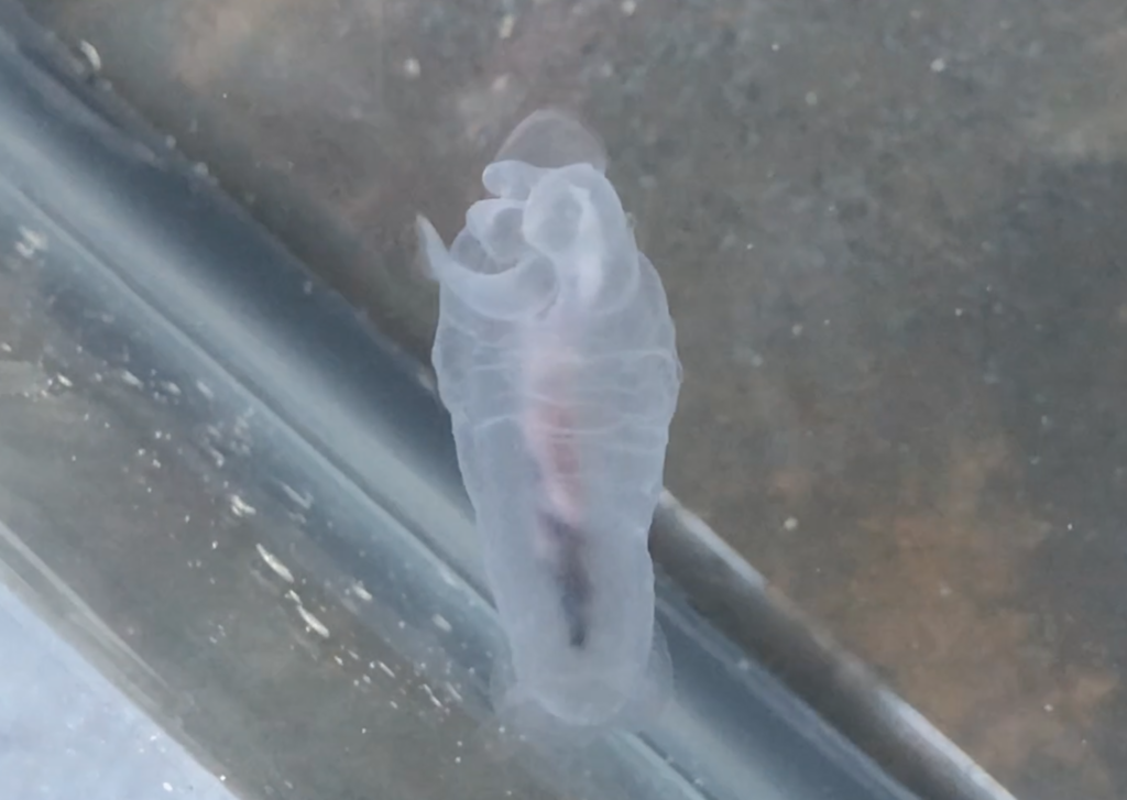 Sea Cherub (Gastropods of the United States Pt.9) · iNaturalist