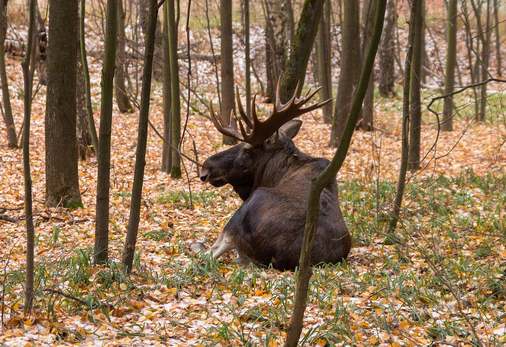 European Elk (Alces alces alces) - Know Your Mammals