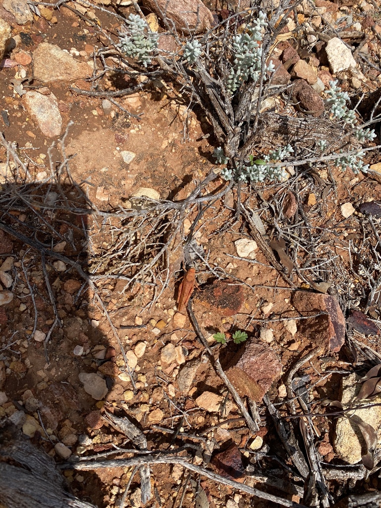 Buforania from Unincorp. Far North, AU-SA, AU on October 06, 2020 at 12 ...