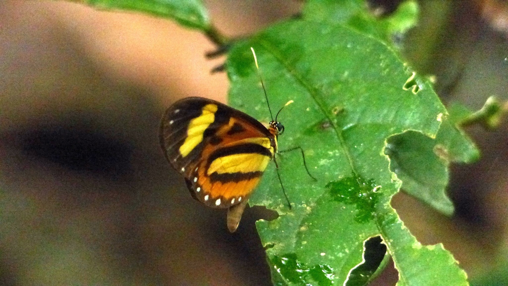 Hypothyris euclea laphria from Zona rural de Paudalho - Pernambuco on ...