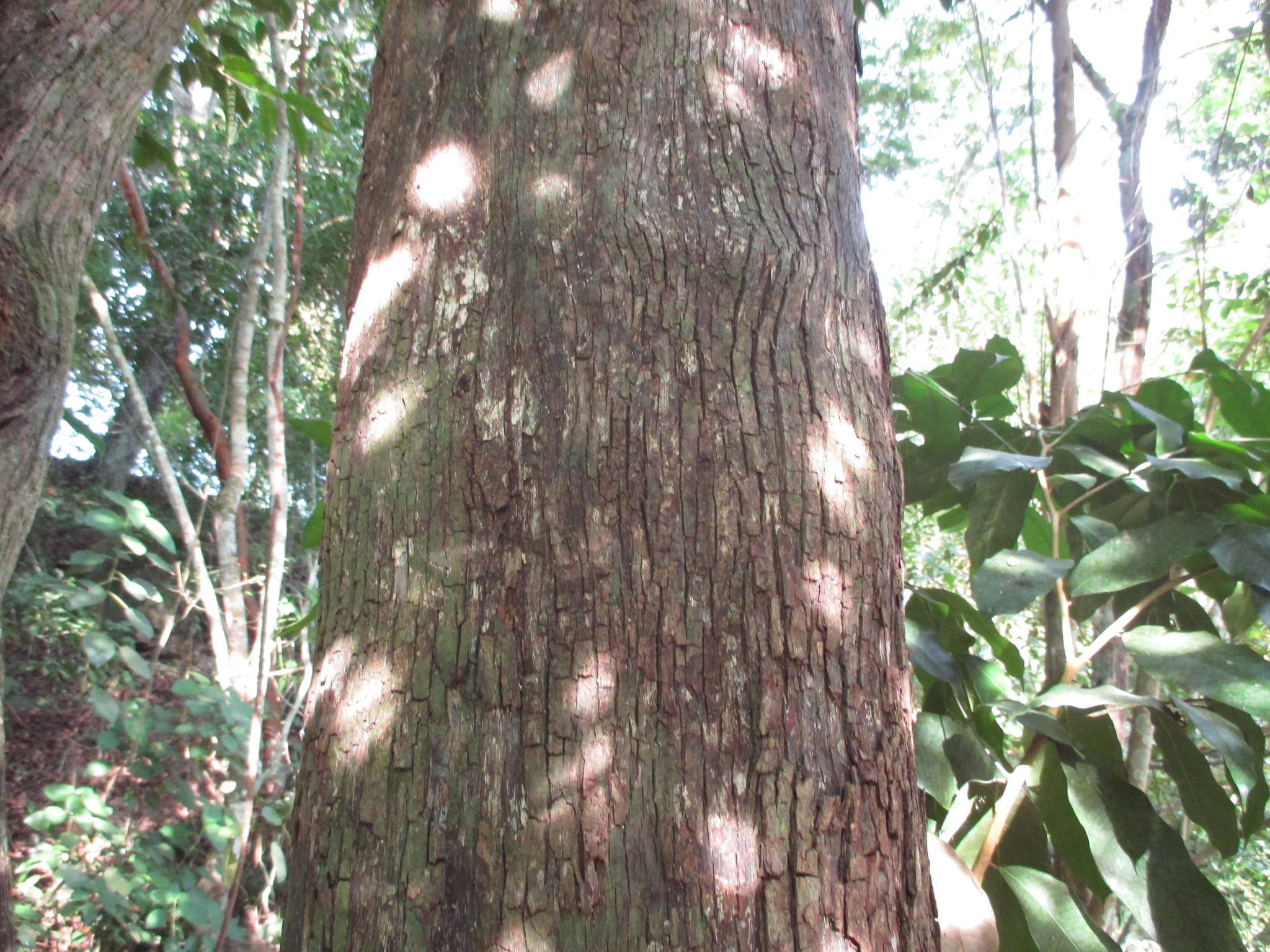 Pouteria hypoglauca (Standl.) Baehni