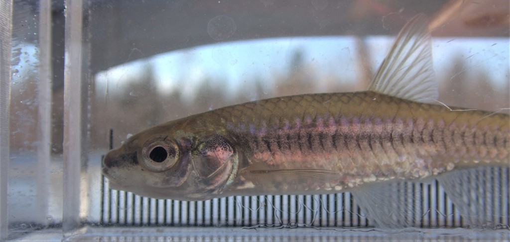 Blacknose Shiner (Notropis heterolepis) - Marine Life Identification
