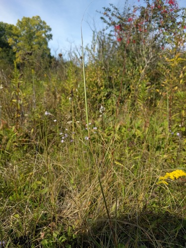 Tall Dropseed (Variety Sporobolus compositus compositus) · iNaturalist