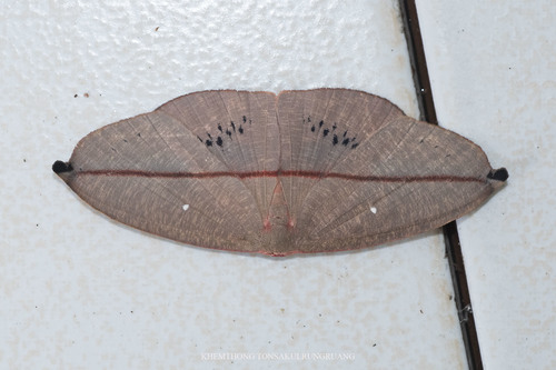 Genus Brachydecetia · iNaturalist