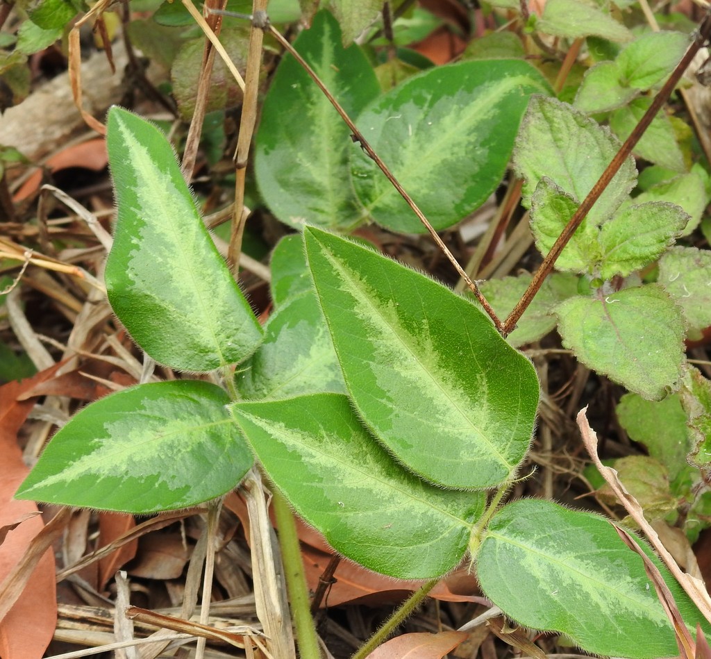Silverleaf Desmodium (Desmodium uncinatum) - Botanical Realm
