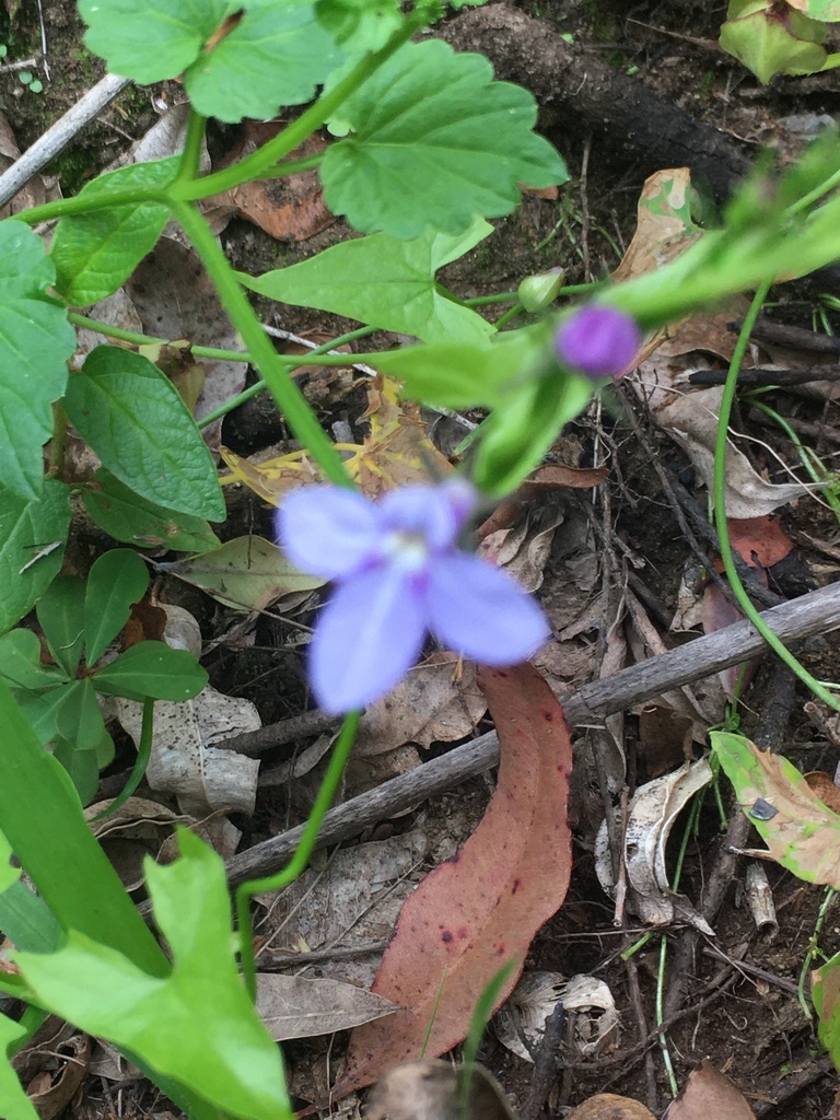 forest lobelia from Caparra NSW 2429, Australia on November 8, 2020 at 12:16 PM by maznee. Burn ...