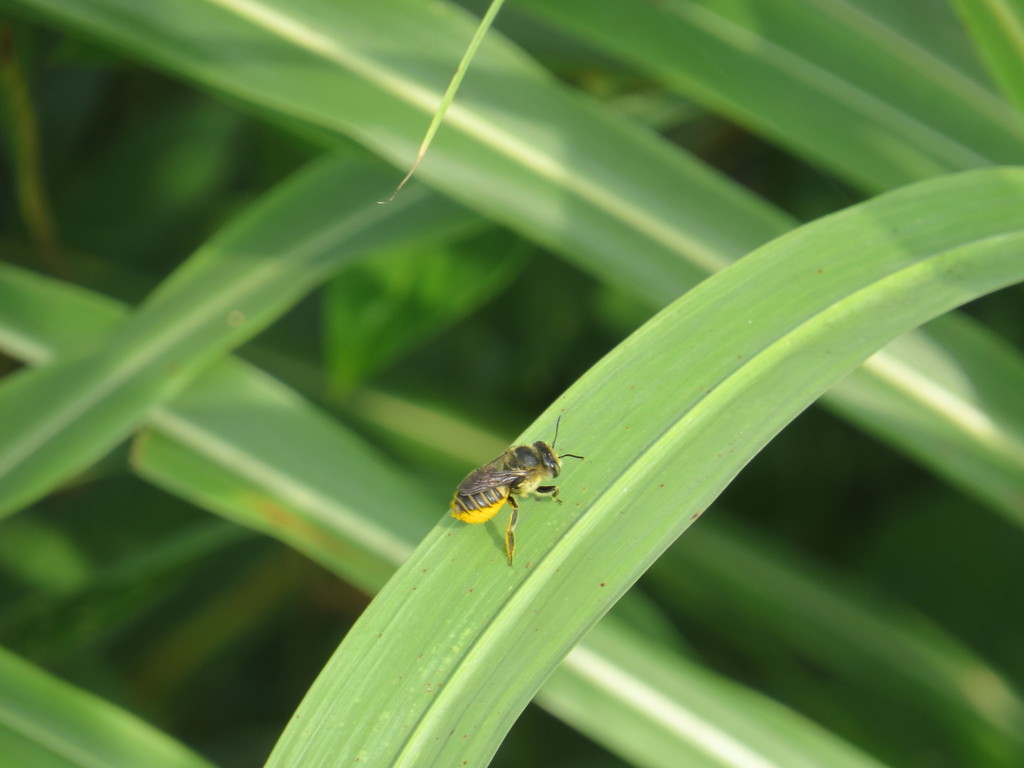Leafcutter, Mortar, and Resin Bees from Beason's Park on August 01 ...