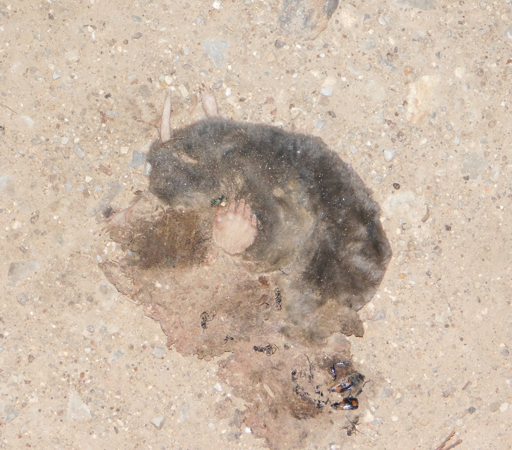 Eastern Mole from Sugar Camp Scenic Byway, Barry County, MO, USA on May ...