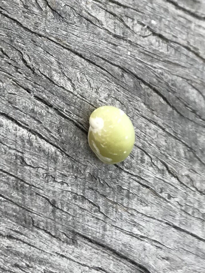 Nerite Snails from Guanaja, Bay Islands, HN on November 10, 2020 at 11: ...