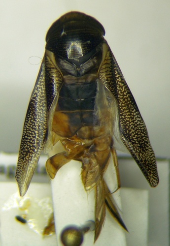 Corixa jakowleffi · iNaturalist